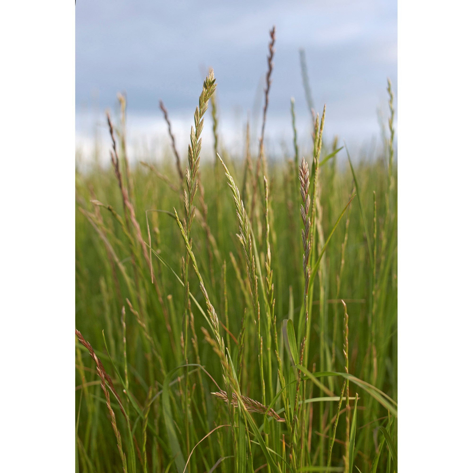 Eng Rajgræs SW Birger C 10kg - Såsæd - Hylte Hunting & Outdoor